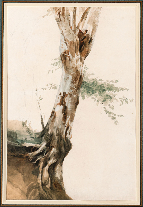 Study of a Tree – Works – Delaware Art Museum